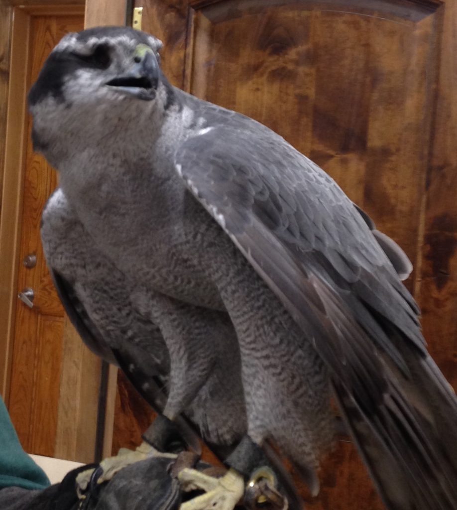 American Goshawk – Galileo – Rocky Mountain Raptor Program
