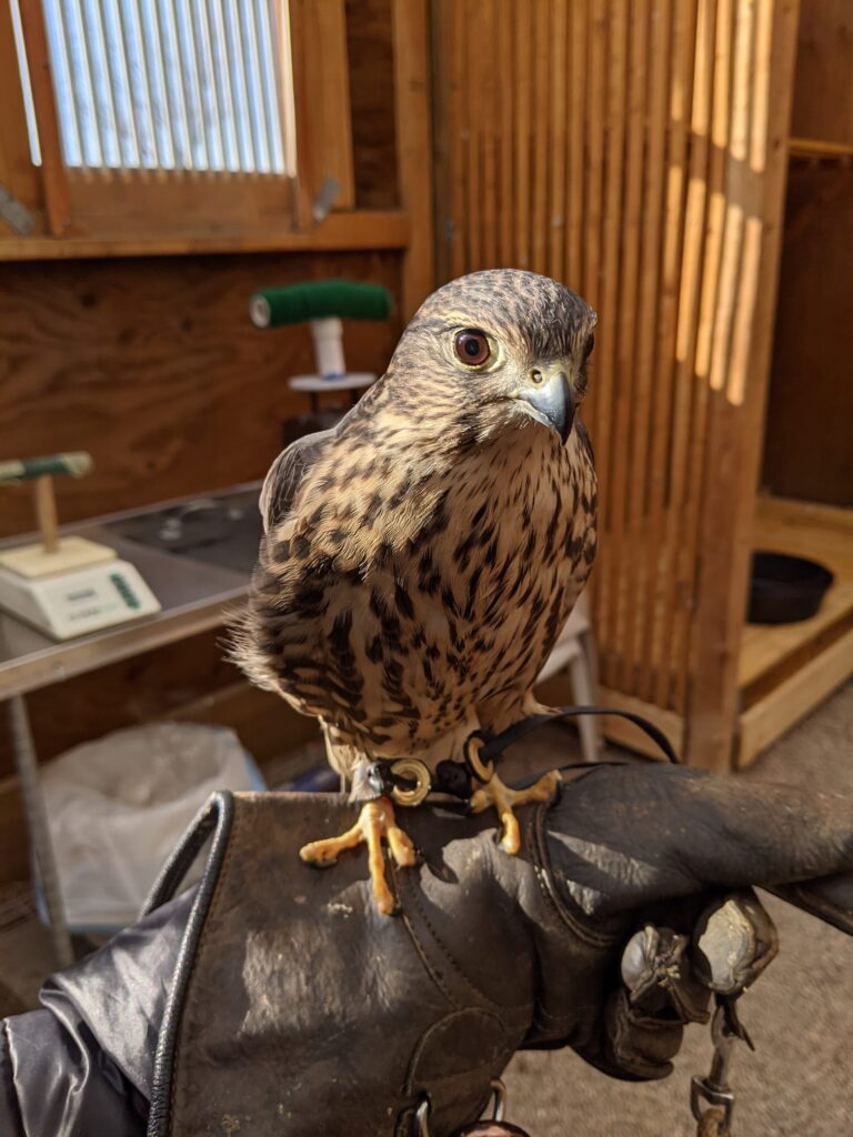 Merlin – Aurora – Rocky Mountain Raptor Program