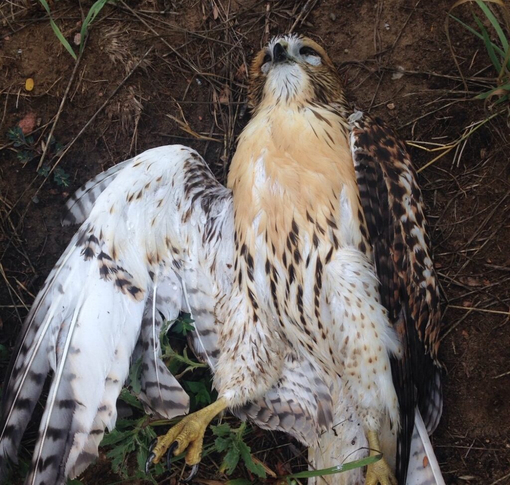 When to Take Action – Rocky Mountain Raptor Program