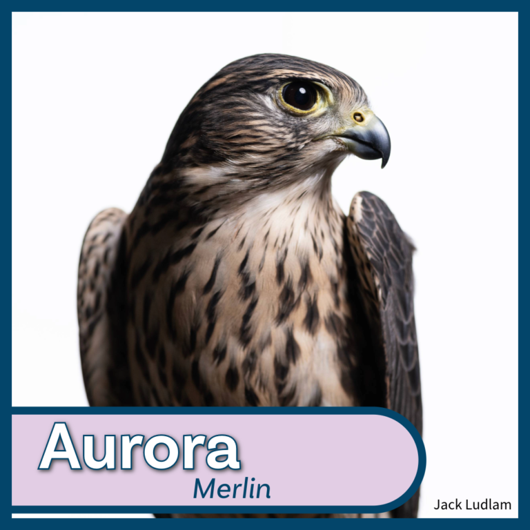 Educational Ambassadors – Rocky Mountain Raptor Program