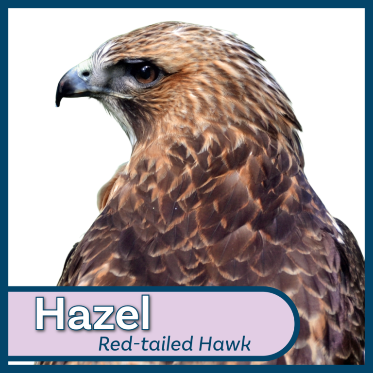 Educational Ambassadors – Rocky Mountain Raptor Program