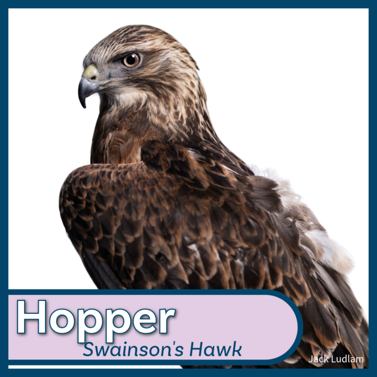 Educational Ambassadors - Rocky Mountain Raptor Program